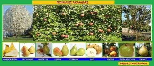 ΠΟΙΚΙΛΙΕΣ ΑΧΛΑΔΙΑΣ (Μαρθα Στ. Καπλάνογλου Τεχνολόγος-Γεωπόνος ...