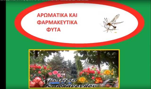 ΕΝΤΟΜΟΑΠΩΘΗΤΙΚΑ ΦΥΤΑ (Α) ''ΚΡΑΤΗΣΤΕ ΜΑΚΡΥΑ ΤΑ ΚΟΥΝΟΥΠΙΑ'' ( Μάρθα Στ ...