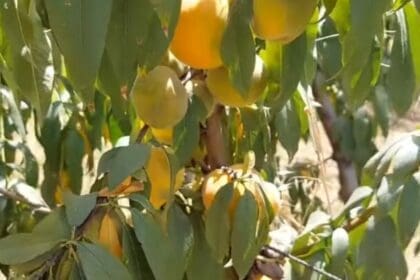Eordaialive.com | Νέα & Ειδήσεις από Πτολεμαΐδα, Εορδαία, Κοζάνη